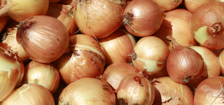 Co warto wiedzieć o cebuli - Skup Sprzedaż Cebuli